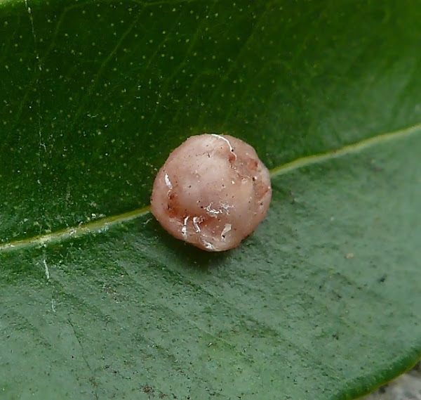 Pink Wax Scale | Project Noah