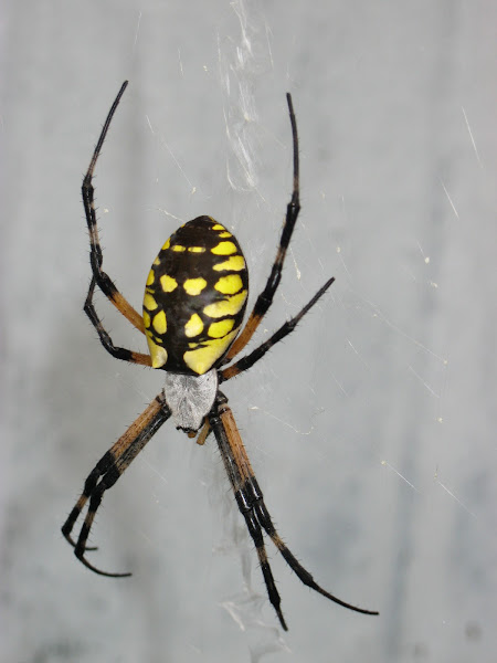 Writing spider | Project Noah