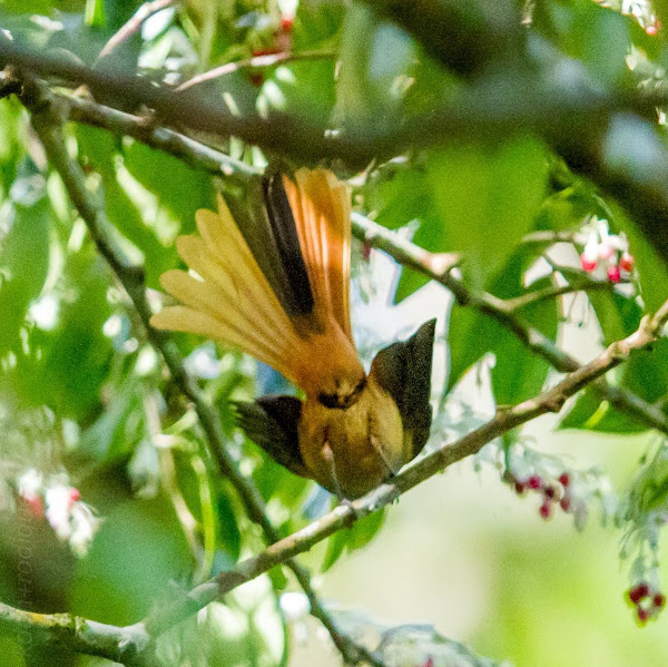 Blue-headed Fantail | Project Noah