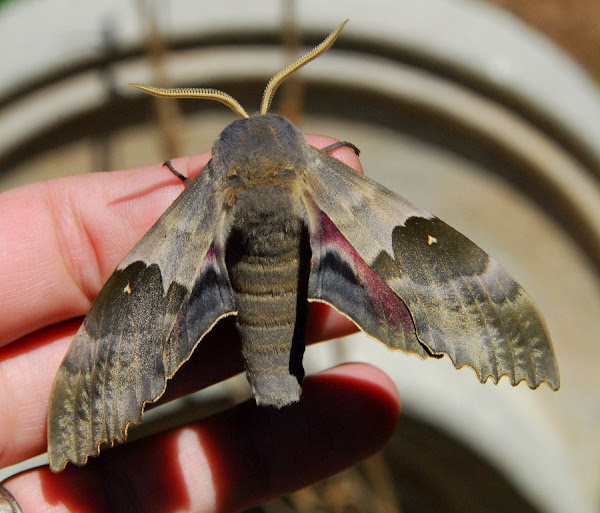 Modest Sphinx Moth | Project Noah