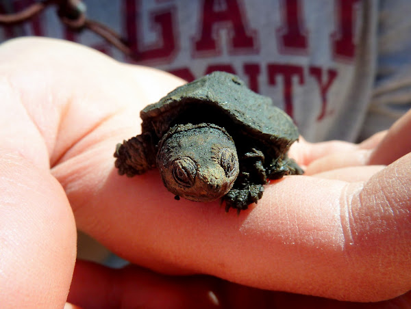 Common Snapping Turtle Hatchling | Project Noah