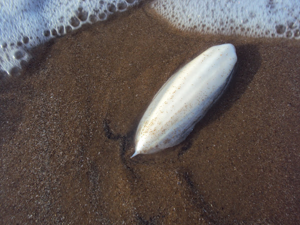 cuttlefish(spine) | Project Noah