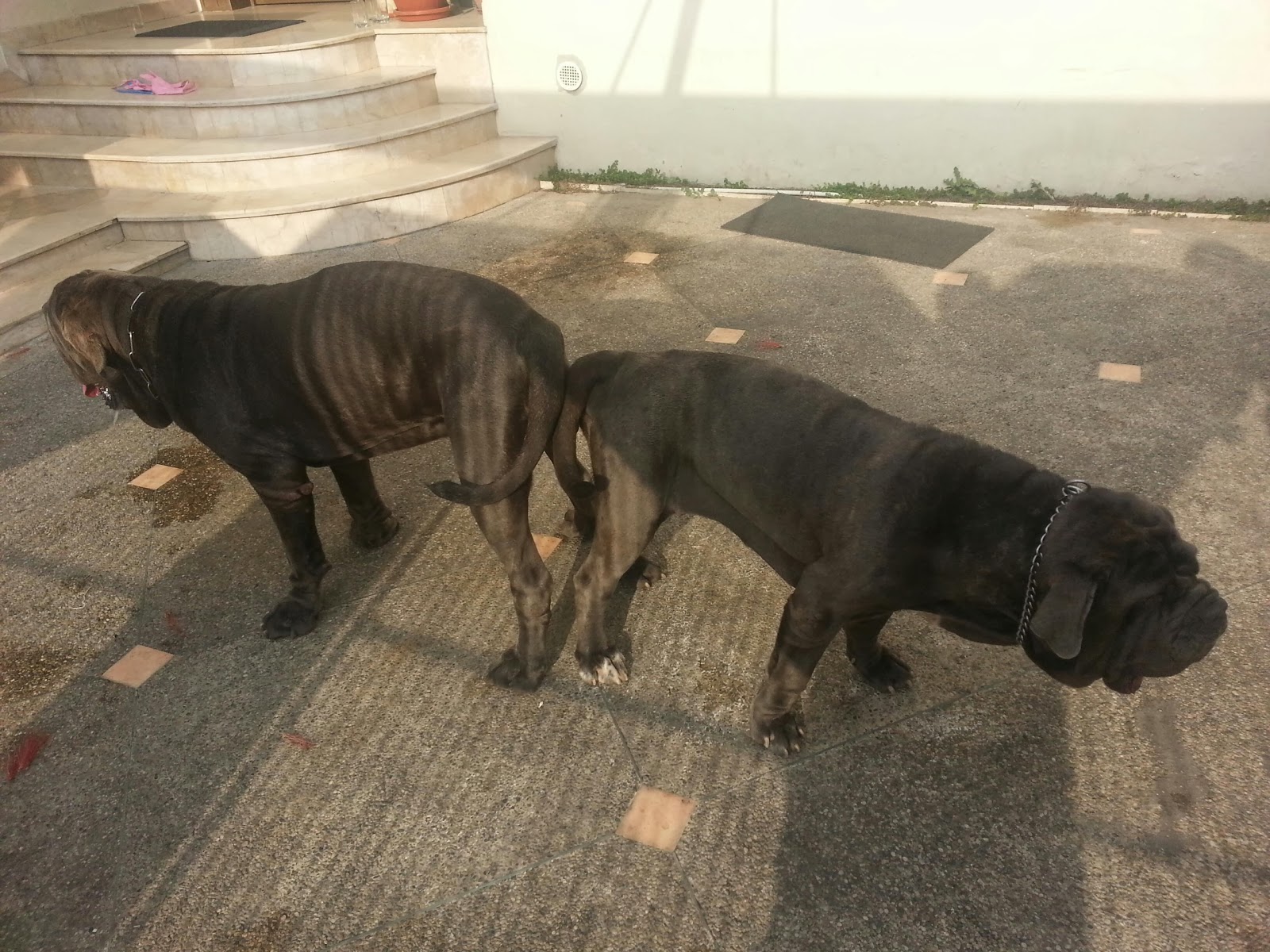 Mastineros: REPRODUCCIÓN: MONTA VS. INSEMINACIÓN.