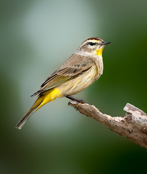 Palm Warbler, Western (Brown) Subspecies | Project Noah