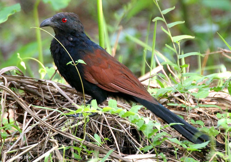The Greater Coucal or Khaire podel | Birds of Nepal