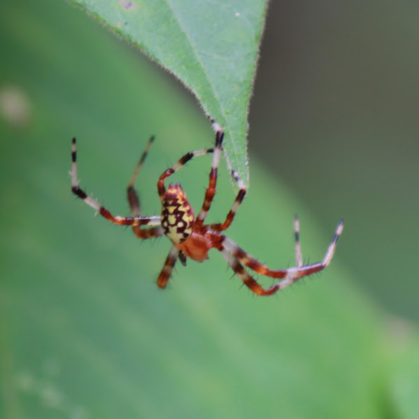 Marbled Orbweaver | Project Noah