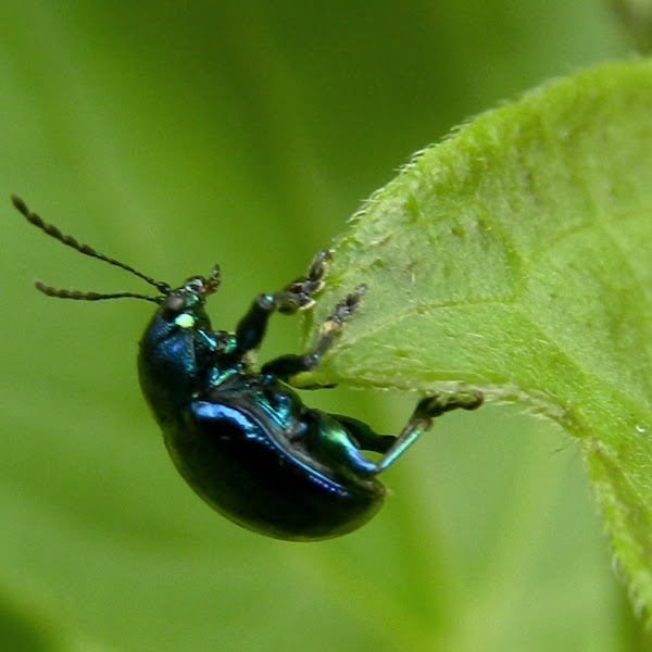 Blue Milkweed Beetle | Project Noah