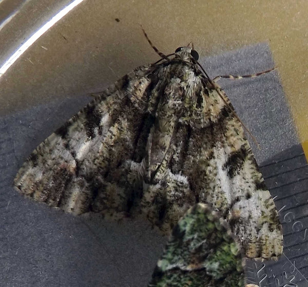 Lemon-scented Tea Tree Moth | Project Noah