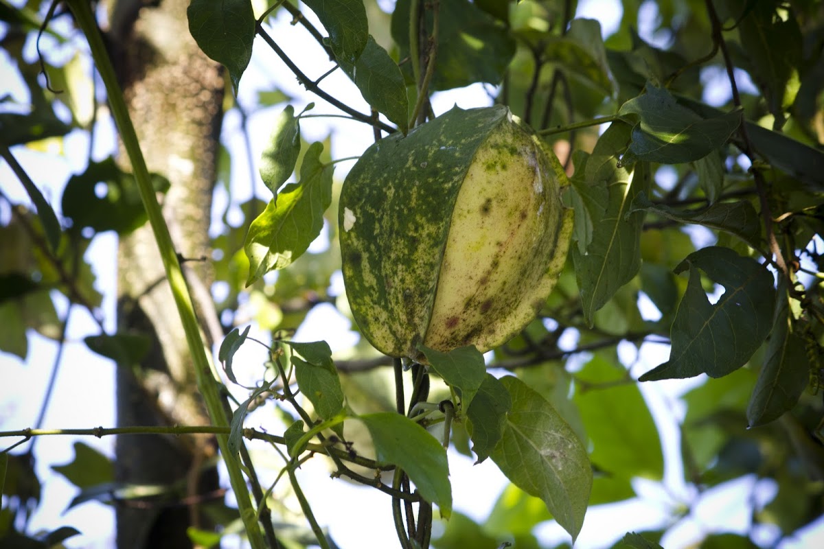 Cuchampera | Project Noah