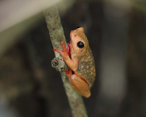 Hyperolius - JungleKey.fr Image