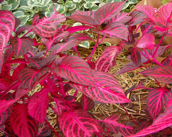 Herbst's Bloodleaf | Project Noah