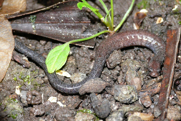 Worm Salamander | Project Noah