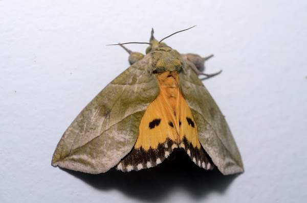 Fruit piercing moth - male | Project Noah