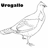 DIBUJOS DE UROGALLOS PARA COLOREAR