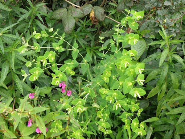 Dudhi, Square Root Plant,Common Hill Splurge | Project Noah