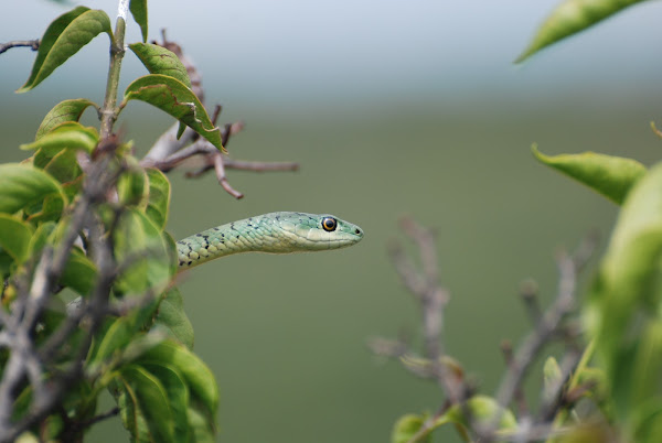 Philothamnus | Project Noah