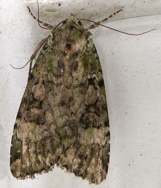 Nutmeg (moth) | Project Noah