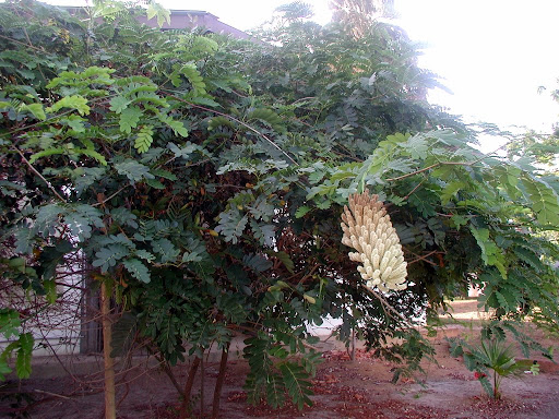 Entada - JungleKey.fr Image