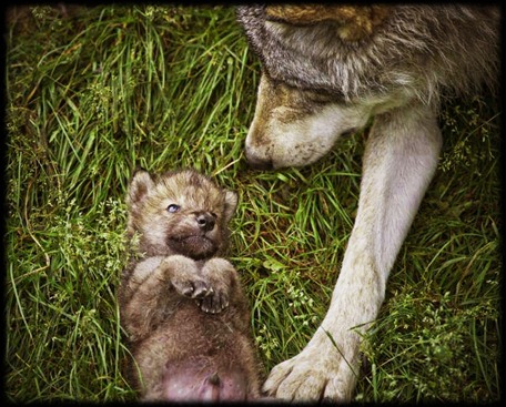 Bebes lobos - Imagui