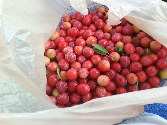 The Vogele Homestead: Picking Sand Plums