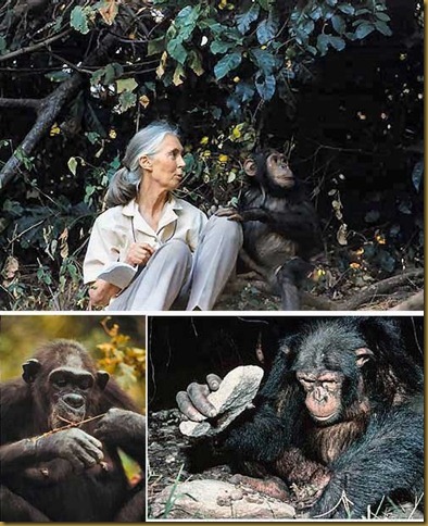 Amici-in-allegria: Jane Goodall e gli scimpanzé