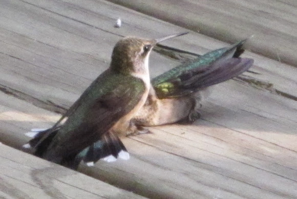 Ruby-throated Hummingbird Fight | Project Noah