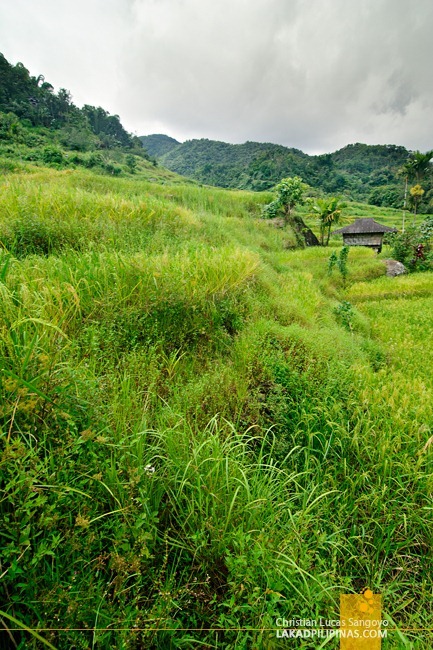 IFUGAO | Kiangan’s Nagacadan Rice Terraces - Lakad Pilipinas