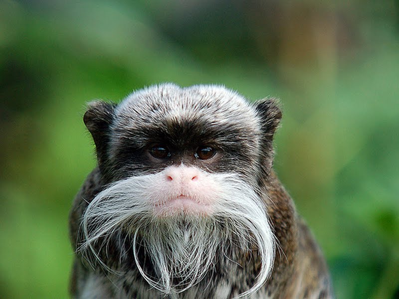 Emperor Tamarin Monkey | Project Noah