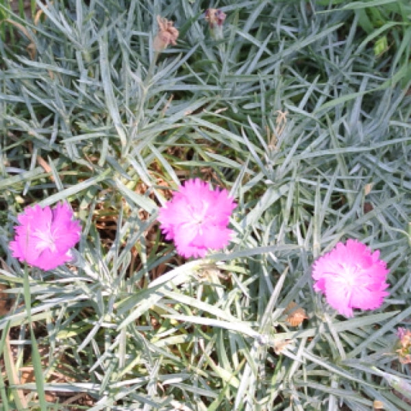 Pinks or Dianthus | Project Noah