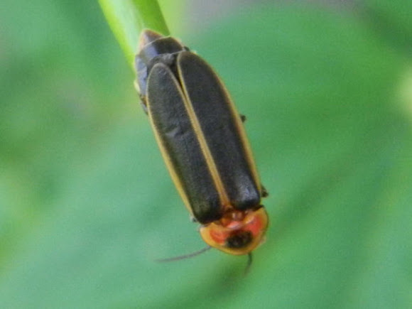 common eastern firefly, big dipper firefly | Project Noah