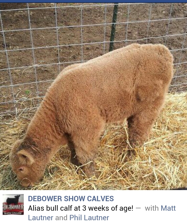 Lautner Farms: Debower Show Calves - Alias x Heat Wave/Char Bull Calf ...