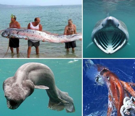 Alizul: 4 GIANT OCEAN CREATURES WITH SCARY LOOKS