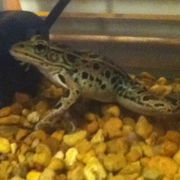 Northern Leopard Frog | Project Noah