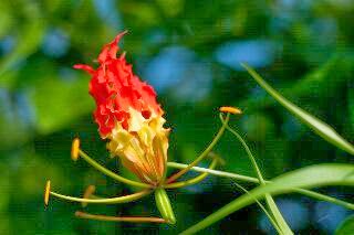 Education: Niyagala the deadly charmer