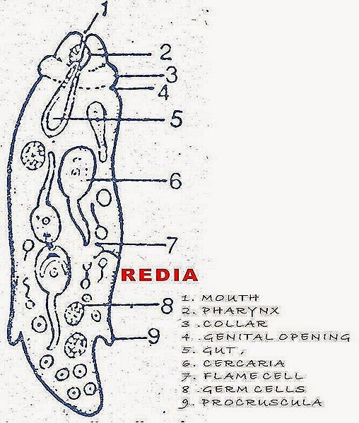 FASCIOLA HEPATICA- LIFE HISTORY | BIOZOOM