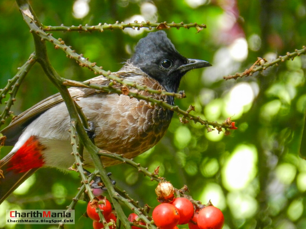 CharithMania: Red Vented Bull (Konda kurulla )