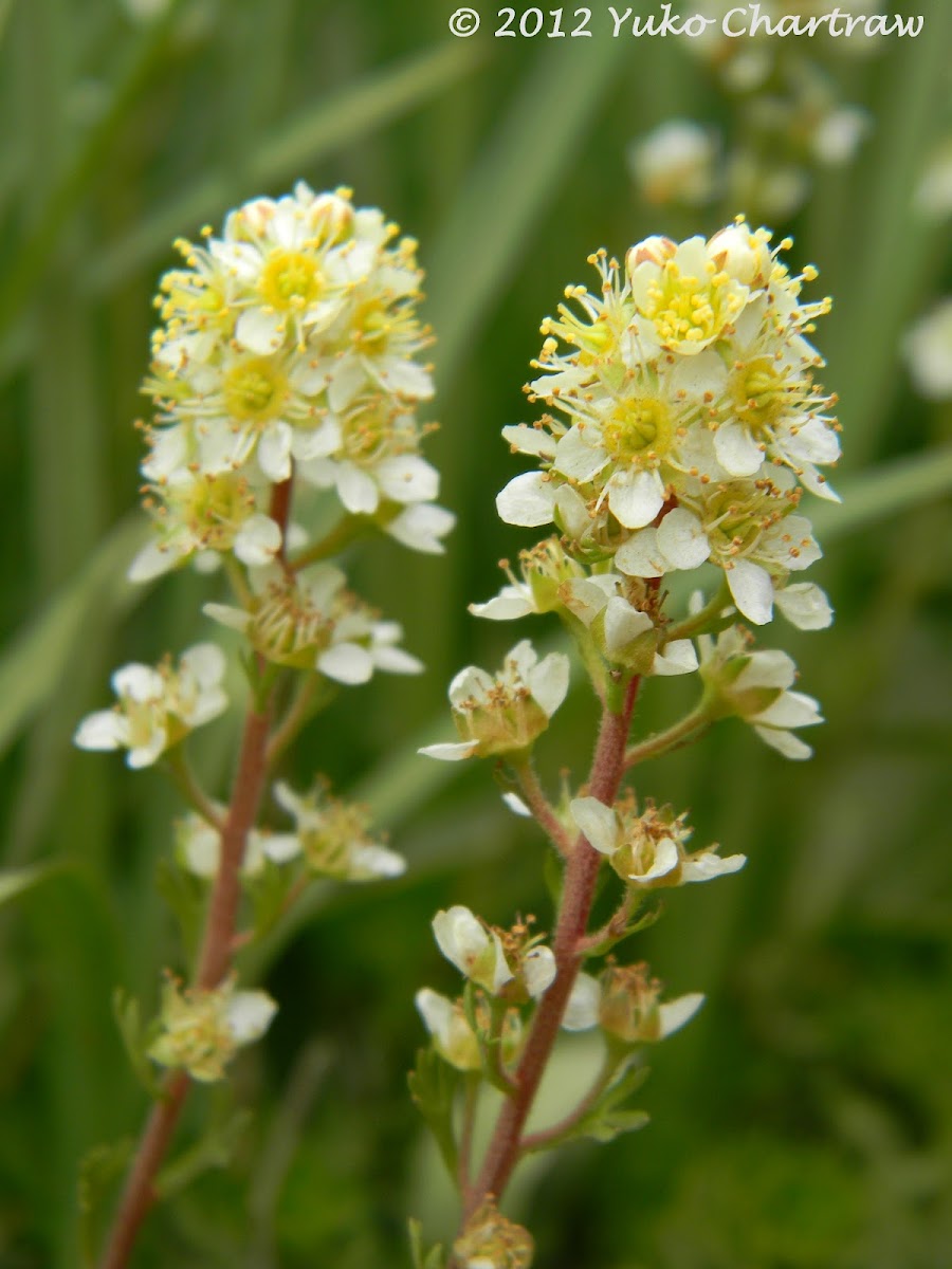 Partridge Foot | Project Noah