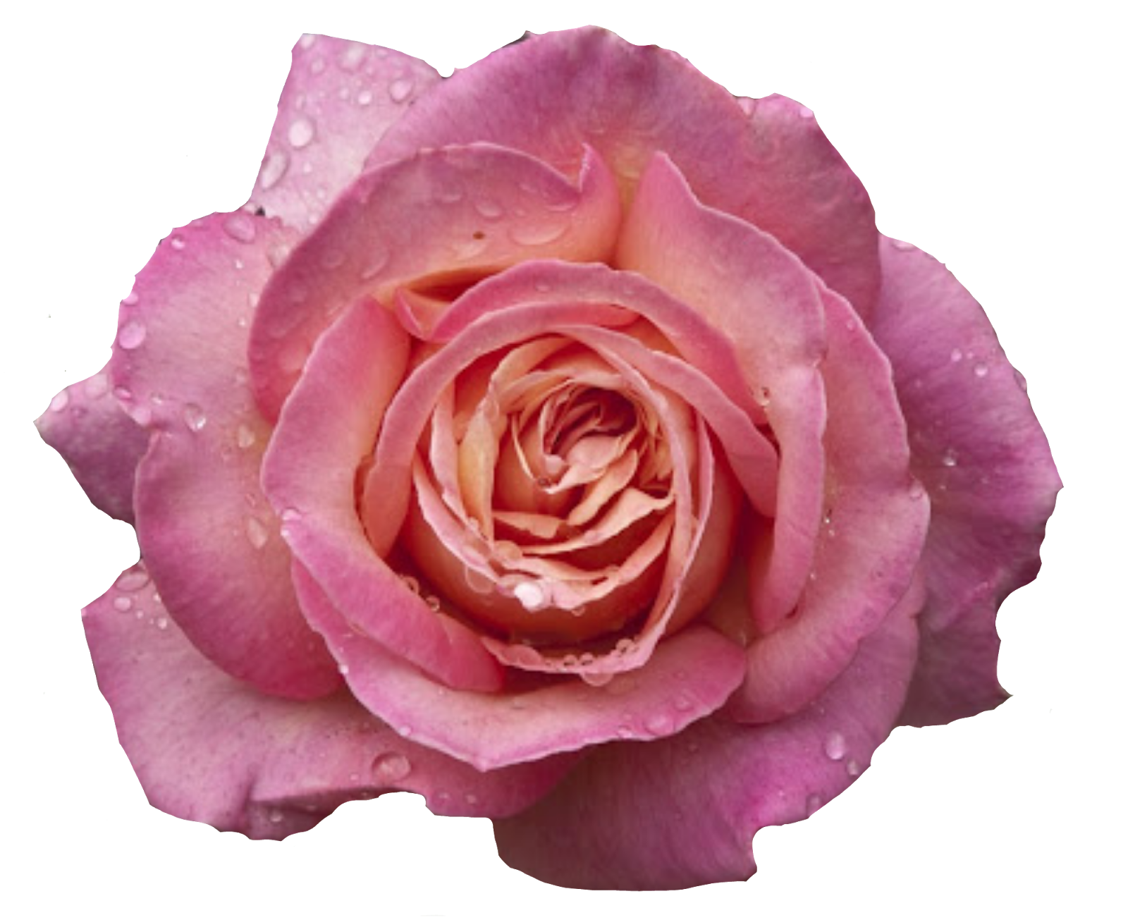 el jardin de rossy: rosas png