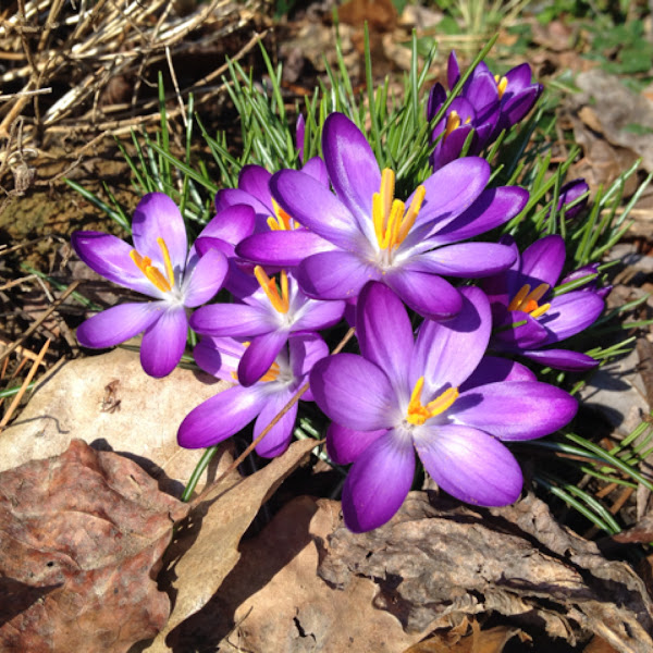 Crocus | Project Noah