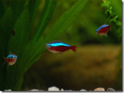 Peixes ACARÁ-DISCO e CARDINAL em Barcelos/AM - Blog do Rio Negro - Amazonas