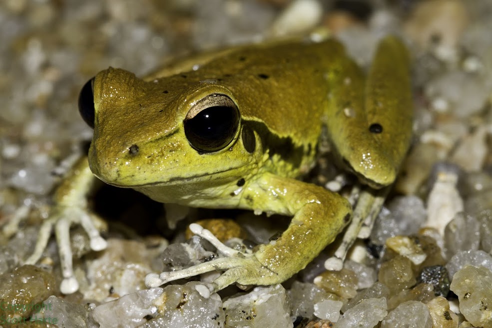 Redirecting to https://projectnoah.org/spotting/388048