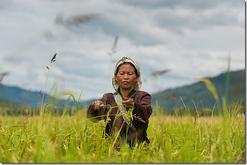 Manipur Rice At Par With Japanese in Taste | Sinlung