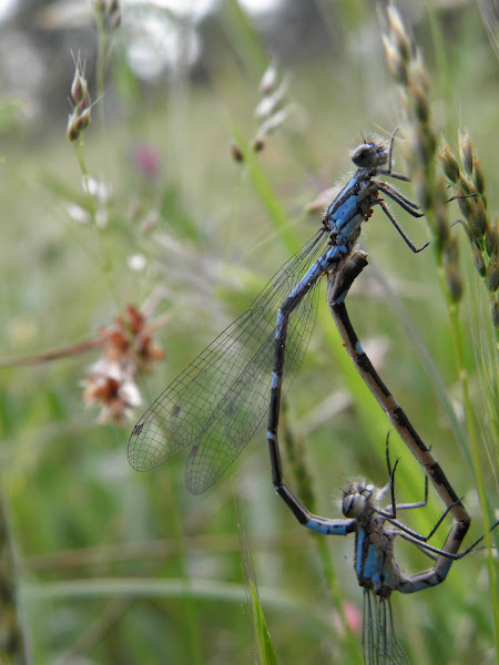 Blue Damselflies | Project Noah