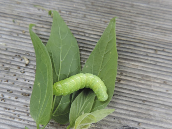 Copper Underwing Caterpillar | Project Noah