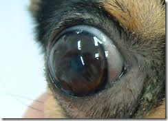 Todomascotas-com: Viajar con nuestra mascota