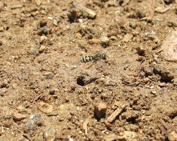 Mallow-visiting Bee | Project Noah