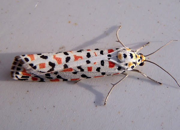 Crimson-speckled Flunkey. Polilla Nomeolvides | Project Noah