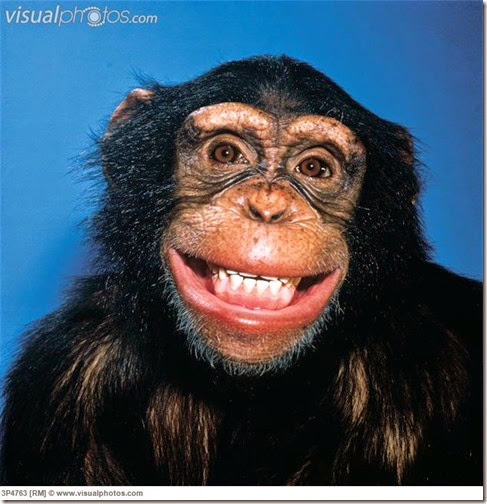 Fotos de Chimpancés riendo
