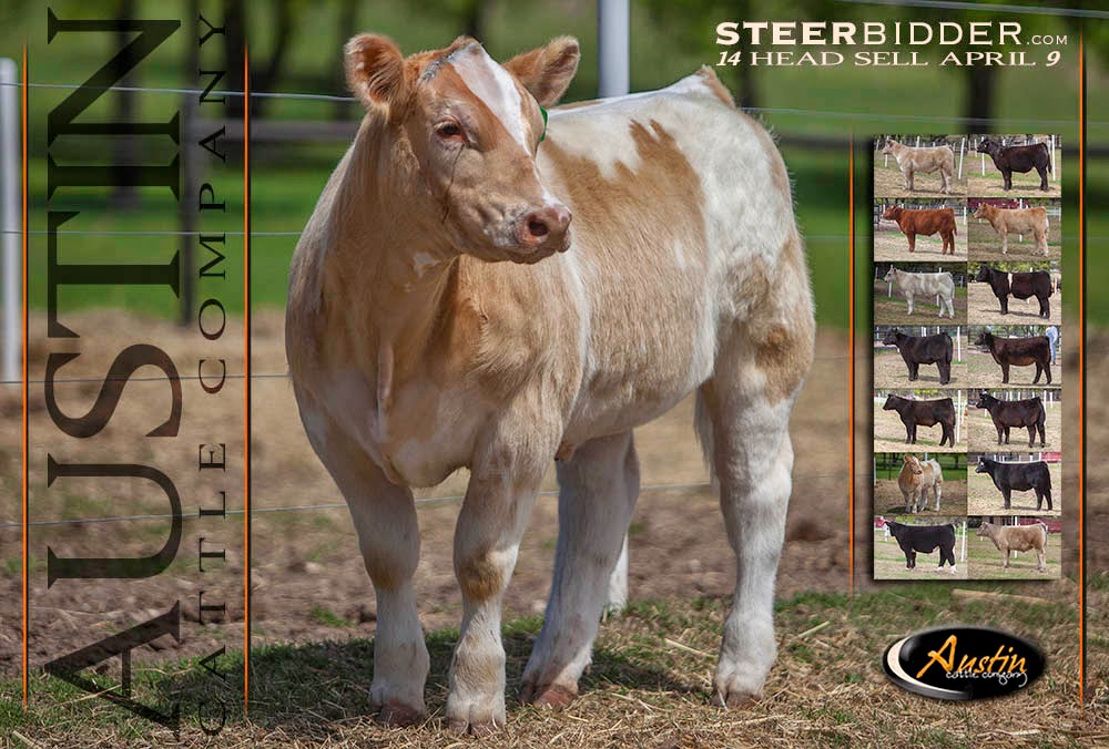 RCC Blog: Austin Cattle Co. Steer Sale | Bids open Tonight | Steerbidder