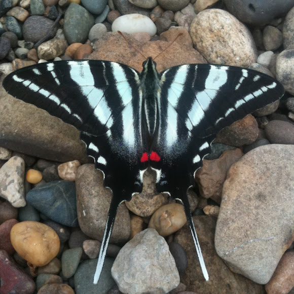 Zebra Swallowtail | Project Noah